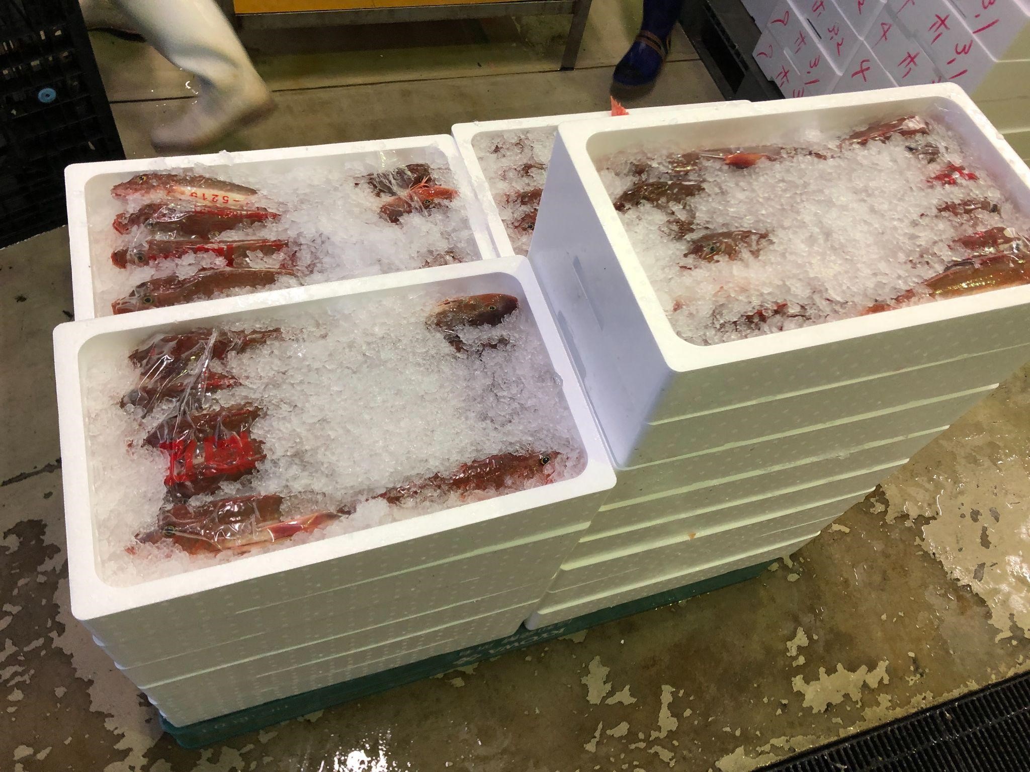 底引き網漁業における「水揚げ金額向上」の秘訣とは 海ペディア